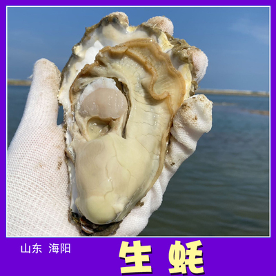 山东海阳生蚝胶东牡蛎