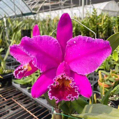 稀有卡特兰原生种C.mossiae var.rubra莫西埃深红 巴西进口 大花