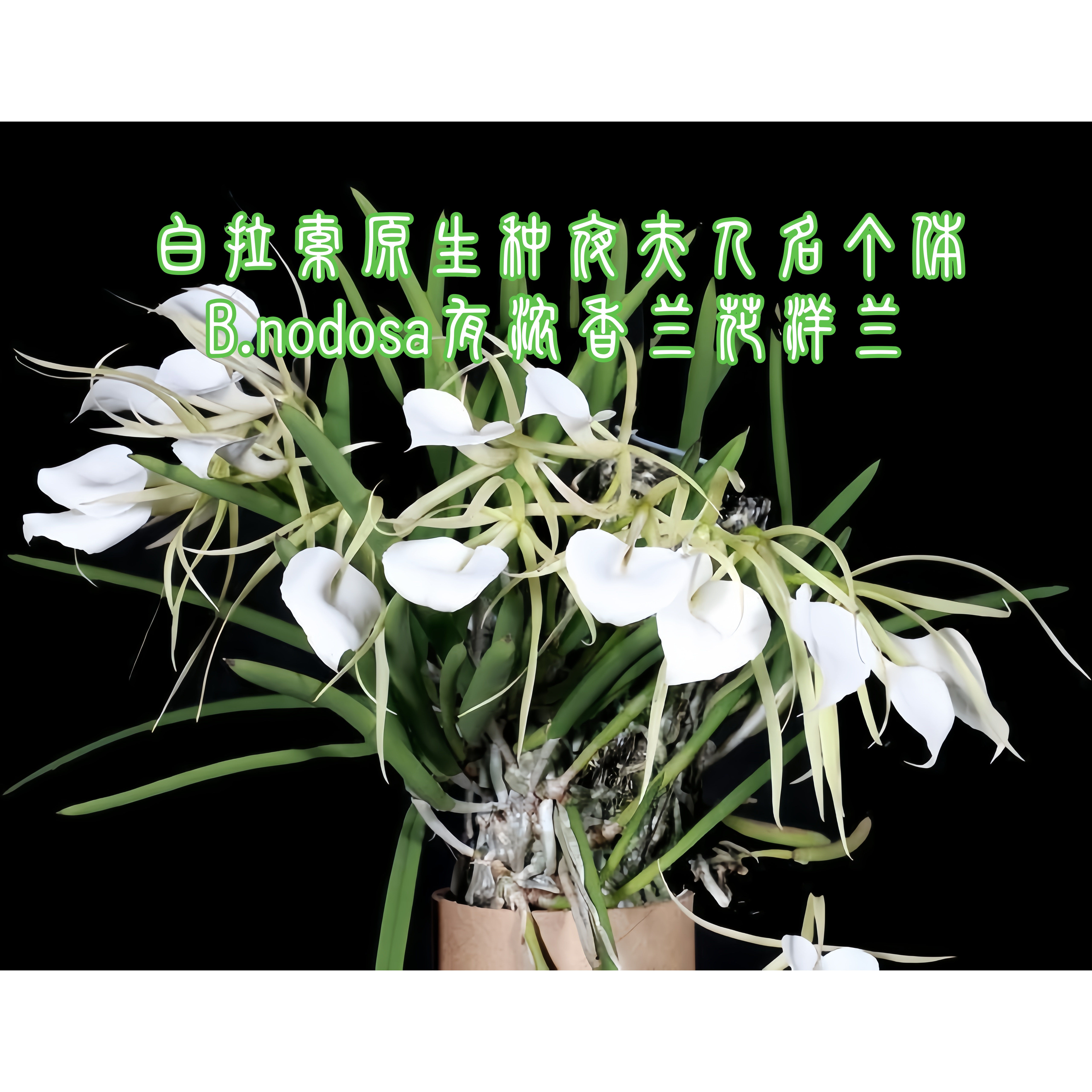 兰花洋兰卡特兰原生种精选白拉索夜夫人名个体B.nodosa有浓香盆栽