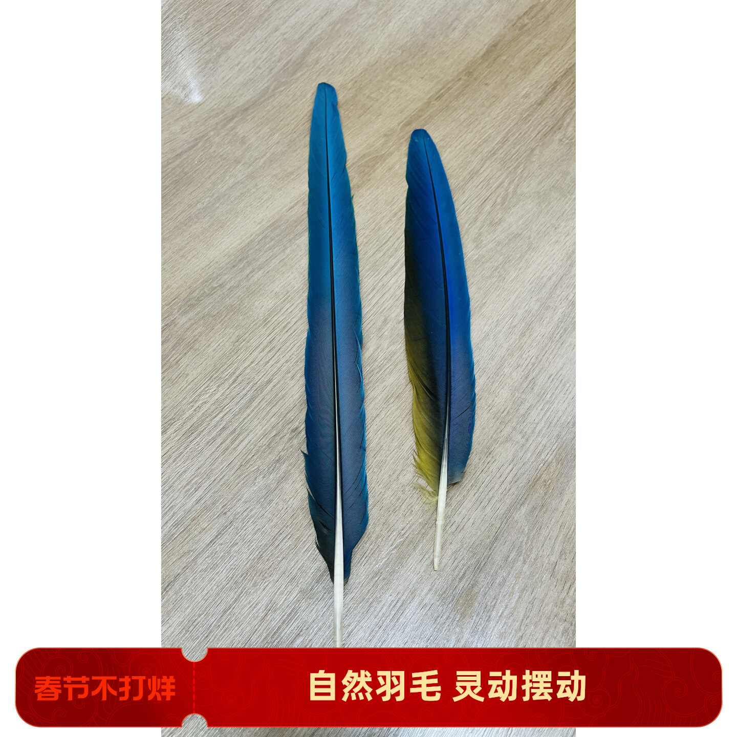 鹦鹉羽毛自然脱落长56厘米短42厘米稀有羽毛