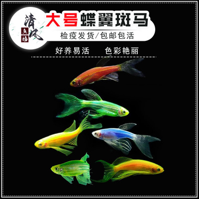 蝶翼斑马鱼活体淡水小型鱼新手鱼