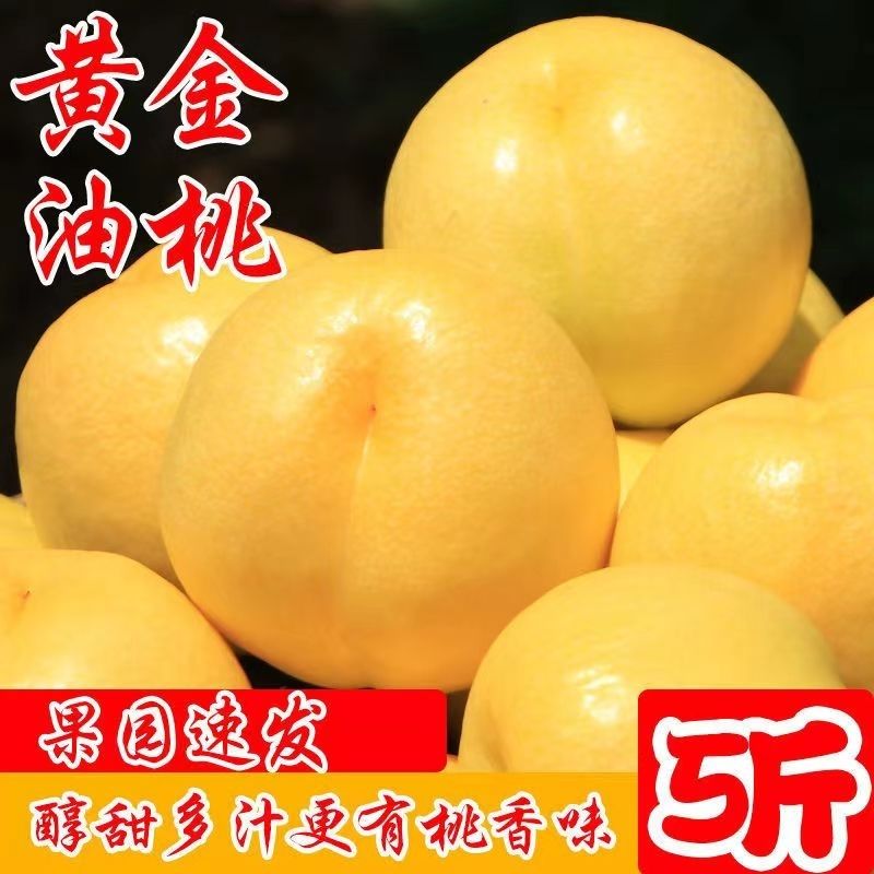 蒙阴黄金油桃新鲜脆桃黄金桃非毛桃当季孕妇水果包邮现摘直发爆汁