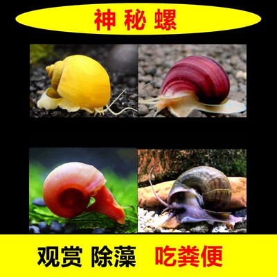 除藻吃粪观赏螺鱼缸清洁净化水质