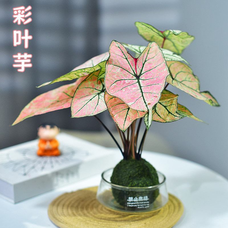 彩叶芋盆栽室内绿植室内办公客厅桌面网红小清晰苔玉植物摆件好养