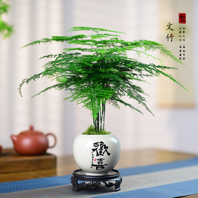 文竹盆栽绿植四季常青云竹盆景室内花卉办公茶室桌面植物好养礼品