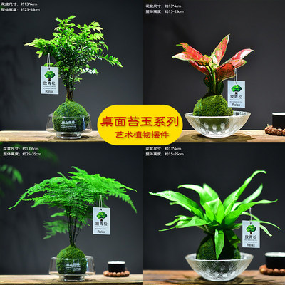 黑骨茶文竹六月雪发财树盆栽植物室内办公客厅好养桌面观赏盆景