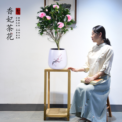 香妃山茶花盆栽老桩赤丹绿植客厅茶室好养盆景花卉中式植物送礼