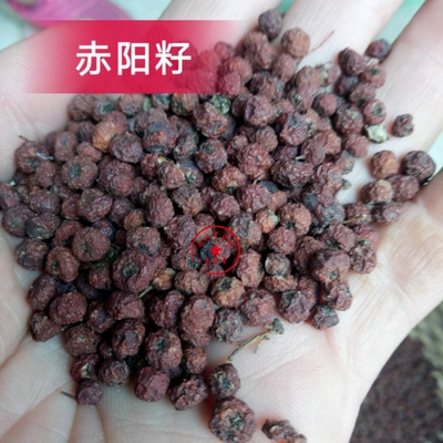 中药材新货赤阳子火棘 火把果 救命粮 赤阳子 红子 豆金娘 水搓子