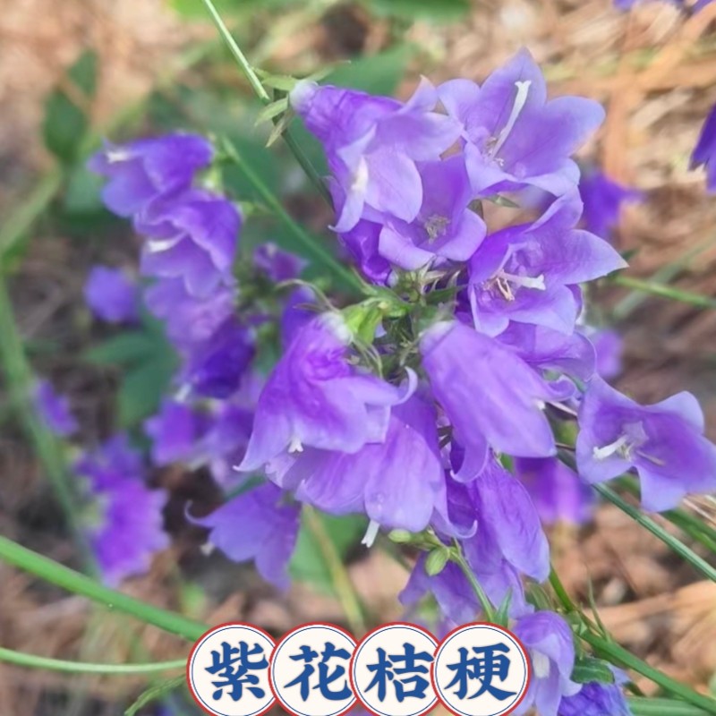 湖北野桔梗苗可栽种苗盆栽中药材狗宝苗食用狗宝咸菜韩国泡菜桔梗