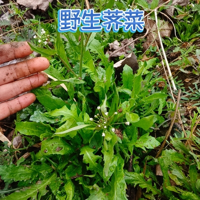 野生荠菜现挖地菜天然绿色0污染野菜新鲜鲜嫩野菜湖北地菜包饺子