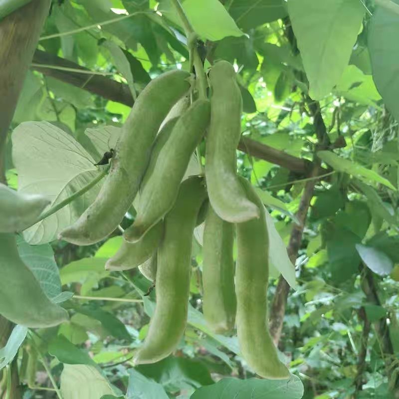 龙爪豆种子狗仔豆狗爪豆虎爪豆猫爪豆狗毛豆虎老豆狗古豆九豆种子