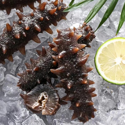 【姐夫】速冻海参鲜食海参6-8头解冻营养海鲜名贵水产福建海参