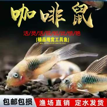 咖啡鼠除藻鱼工具鱼老鼠鱼