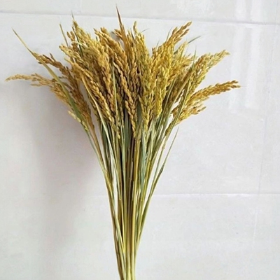 干花天然风干真花稻穗大麦永生花