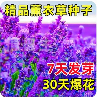 好养活薰衣草花籽盆栽四季开花种子花卉植物阳台庭院驱蚊草种孑苗