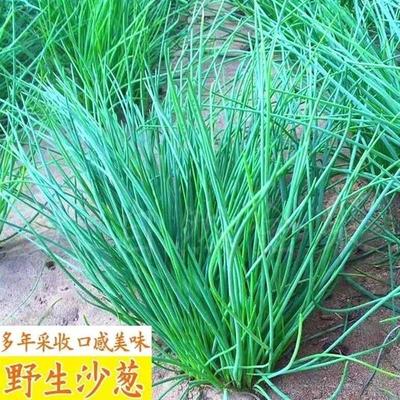 野生沙葱种子胡葱种孑耐寒耐旱四季韭葱香葱盆栽阳台蔬菜种籽四季