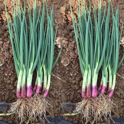 红根小香葱种子香葱小葱种籽春秋季四季阳台盆栽蔬菜种子盆栽葱种