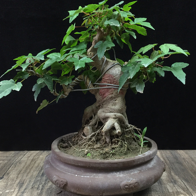 三角枫唐枫庭院花园观赏