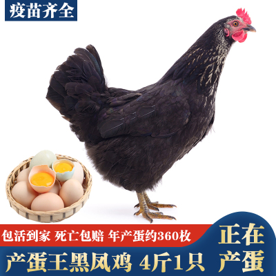 2只黑凤下蛋鸡包活到家