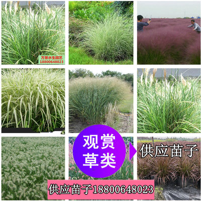 狼尾草小兔子粉黛柳枝