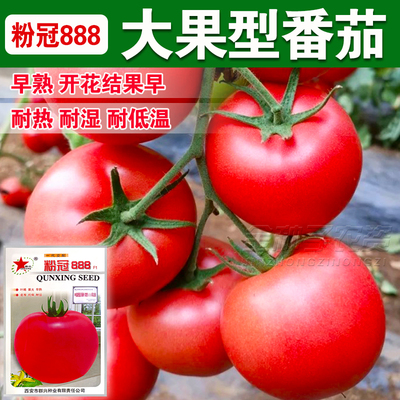 粉冠番茄种子早春季秋延种苗西红柿种籽高产四季大棚蔬菜种孑
