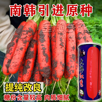大韩红秀胡萝卜种子高产优质