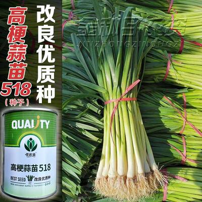 宽叶蒜苗种子农家大田四季