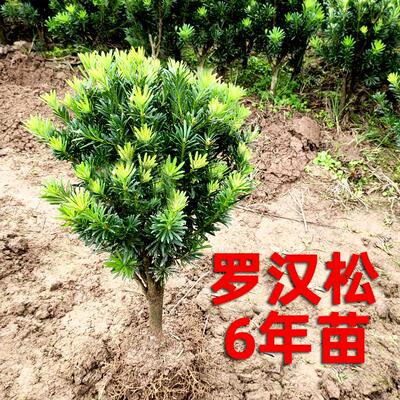 绿化美观罗汉松庭院阳台