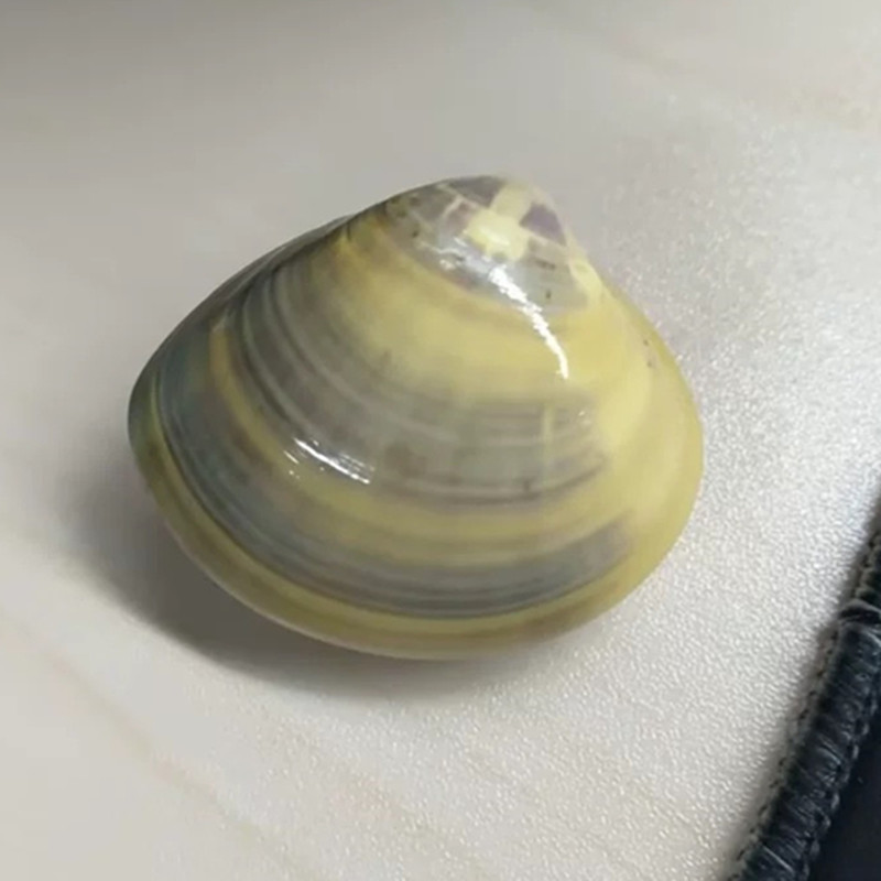老上海蛤蜊油护手霜冬天防冻防干裂手油老式嘎啦油蚌壳歪子油国货