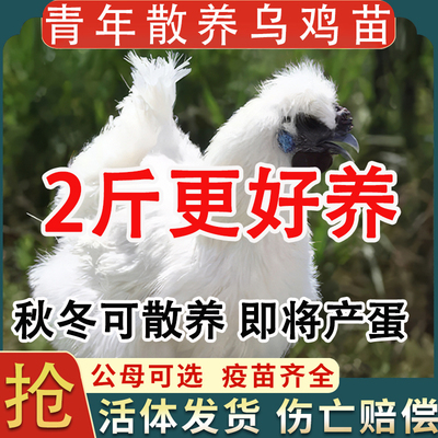 散养纯种2斤乌鸡活苗乌骨鸡活苗白凤泰和乌鸡脱温苗小鸡活苗包邮