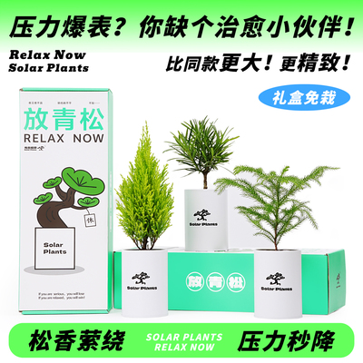 更大礼盒放青松情绪稳定工位绿植