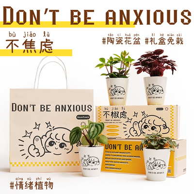 椒草桌面盆栽情绪稳定好养耐活