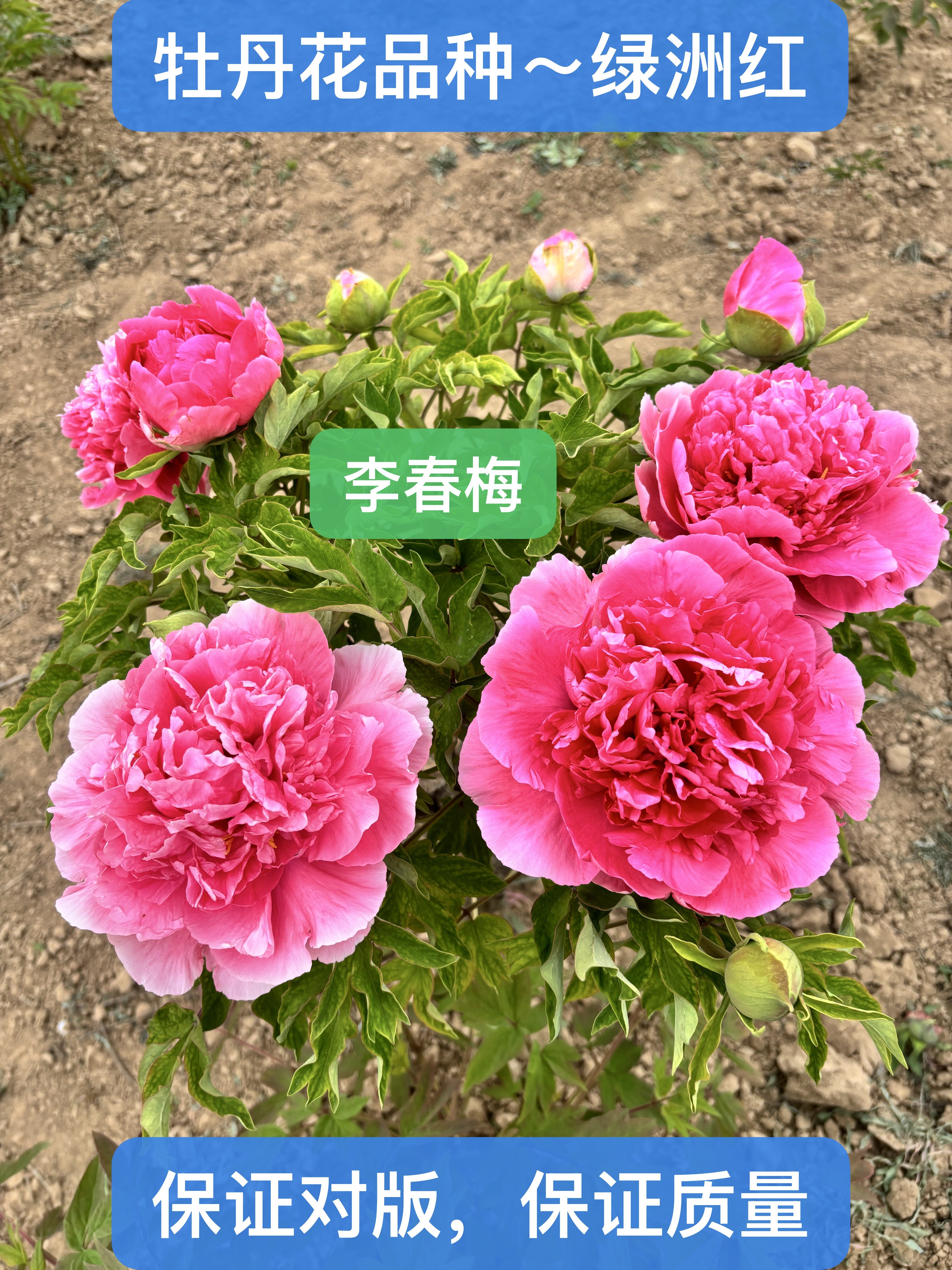 菏泽市诚信牡丹芍药园，牡丹花苗【绿洲红】秋天发货