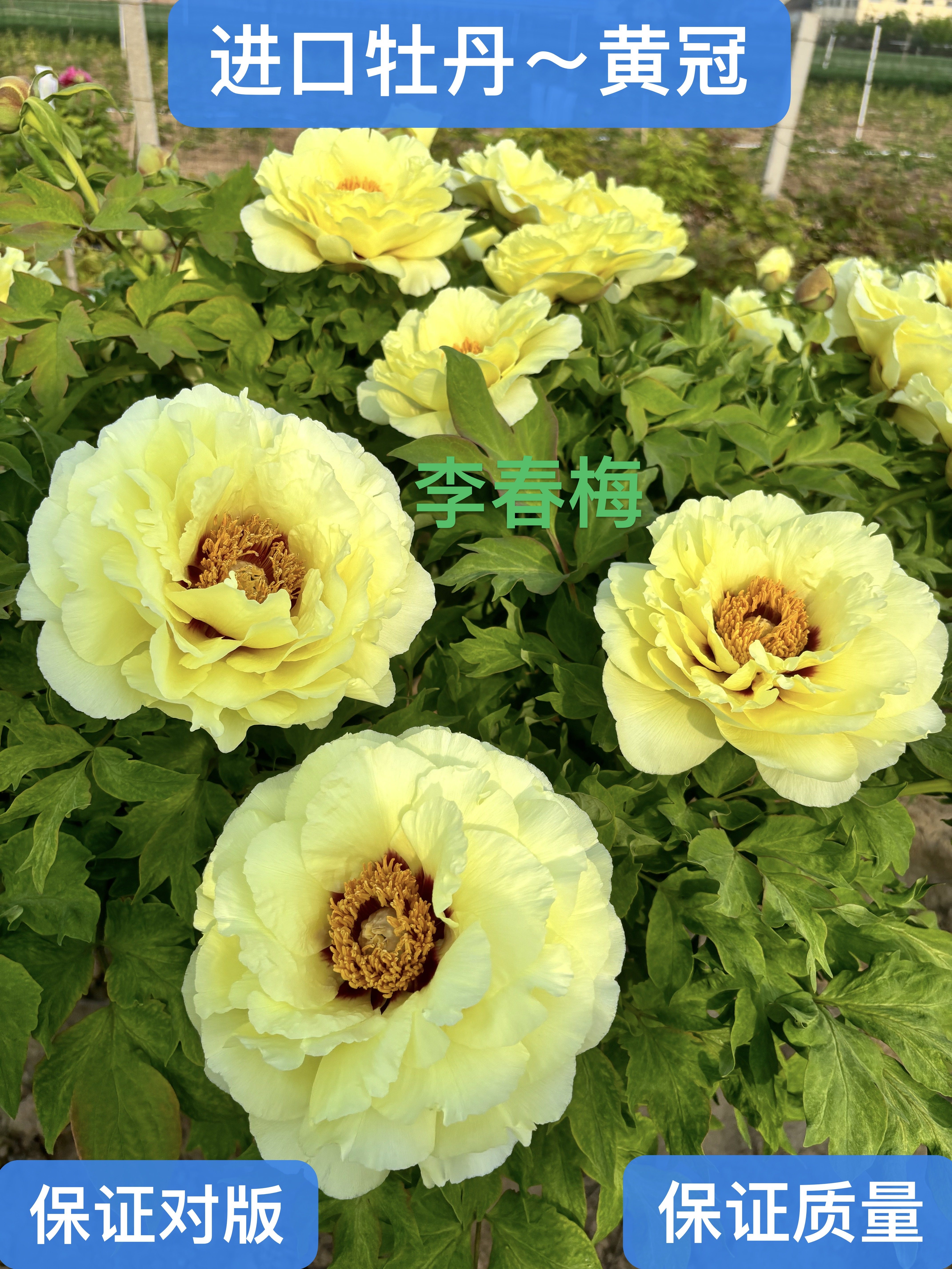 菏泽市诚信牡丹芍药园，牡丹花苗【黄冠】秋天发货。