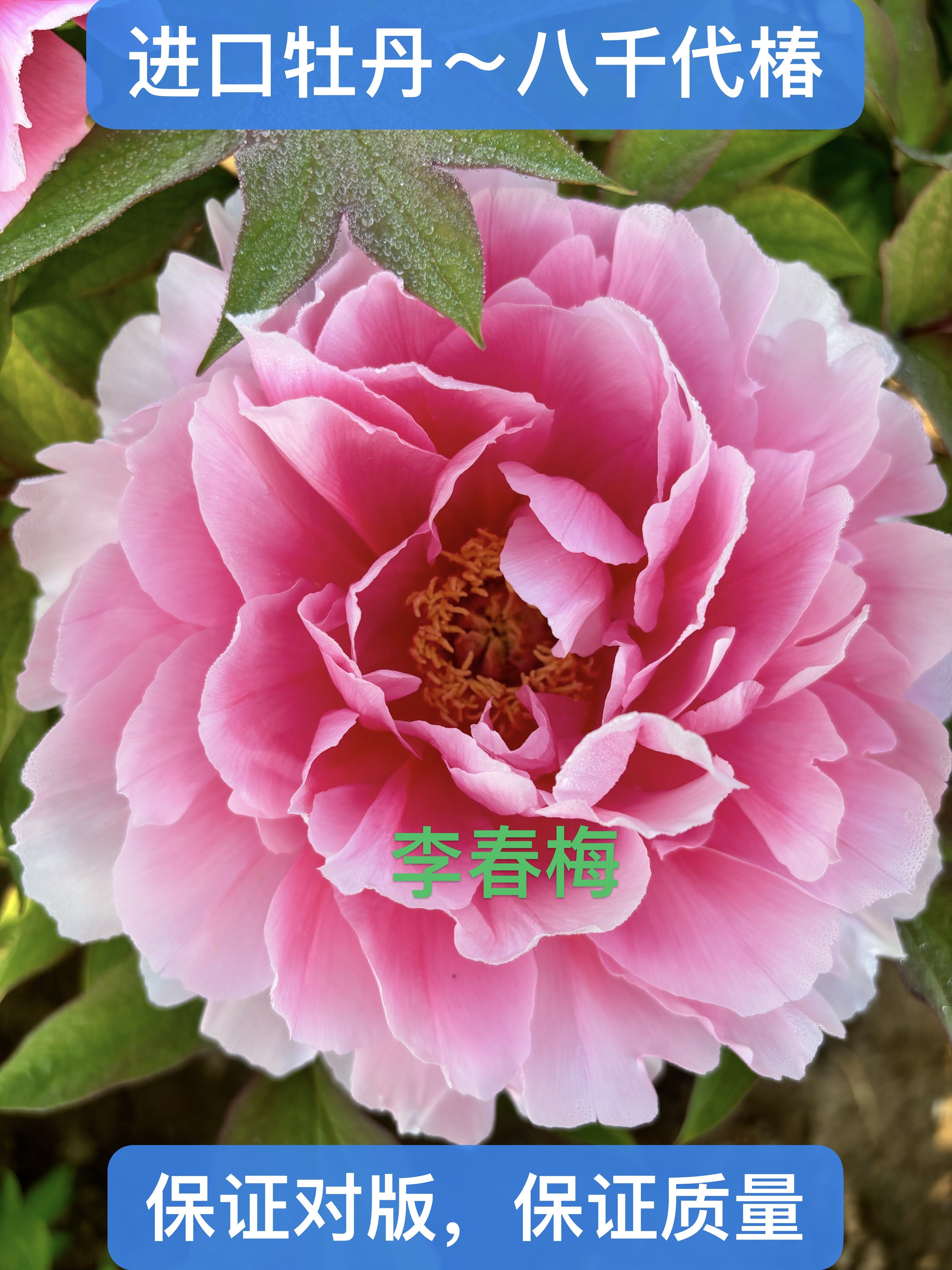 菏泽市诚信牡丹芍药园牡丹花苗【八千代椿】秋天发货