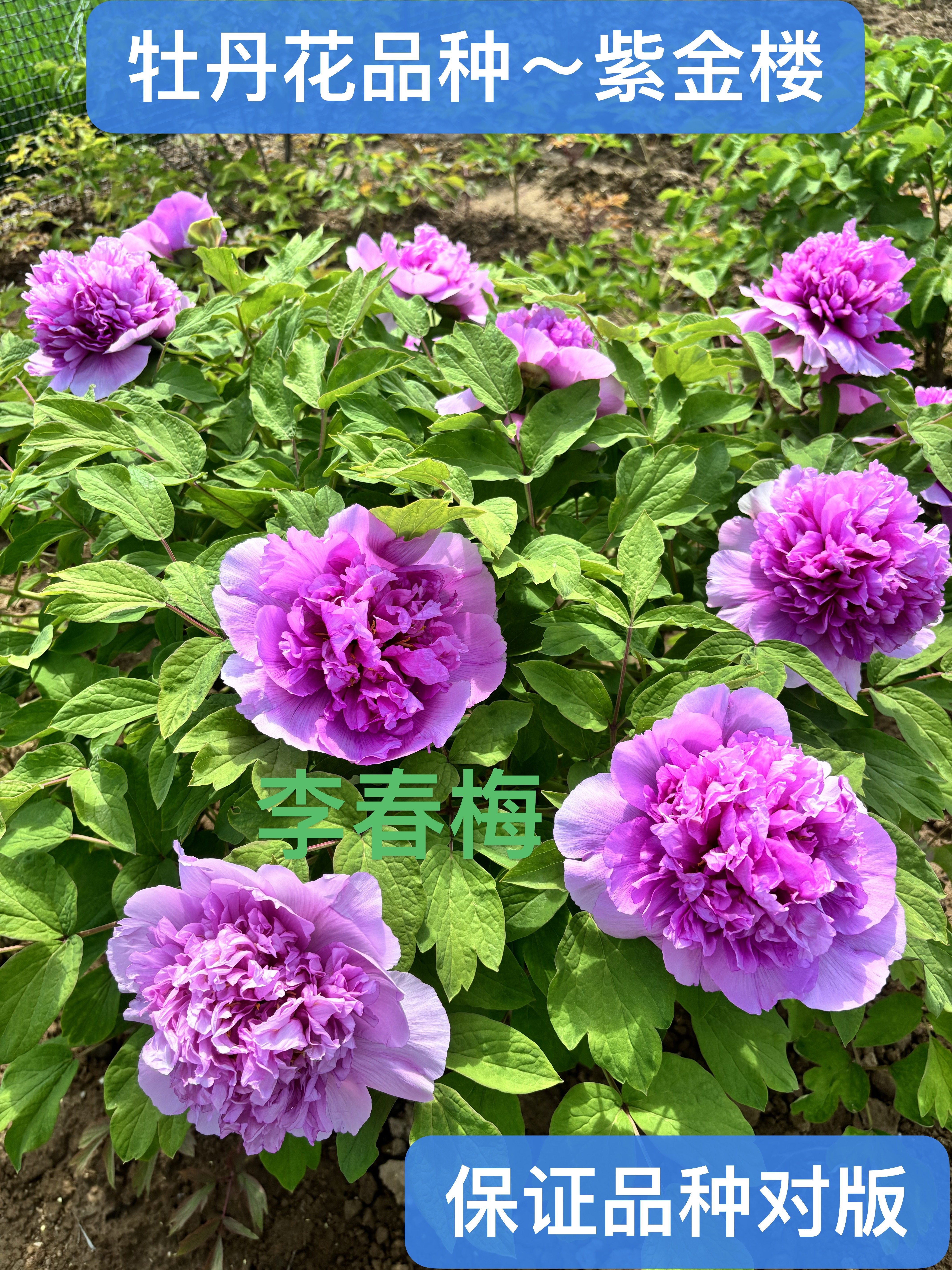 菏泽市诚信牡丹芍药园，牡丹花苗【紫金楼】秋天发货