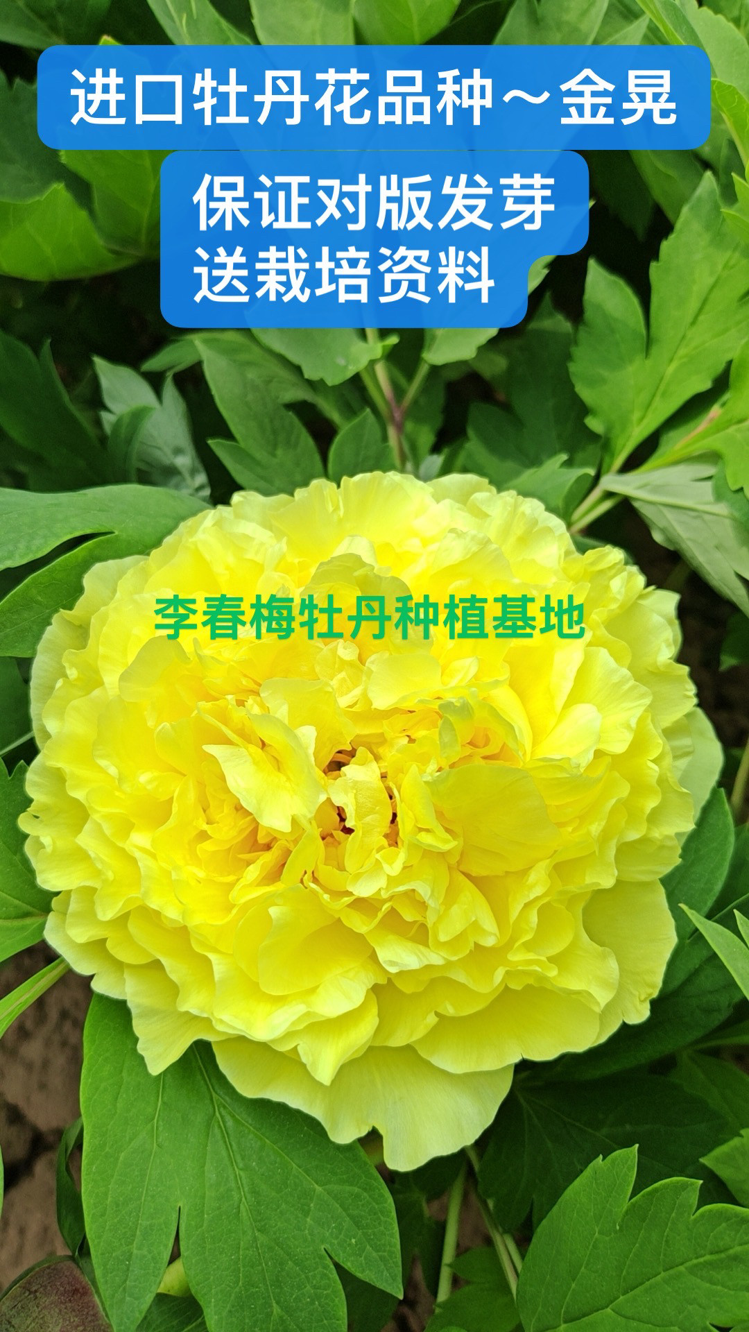 菏泽市诚信牡丹芍药园牡丹大王花苗【金晃】秋天发货。