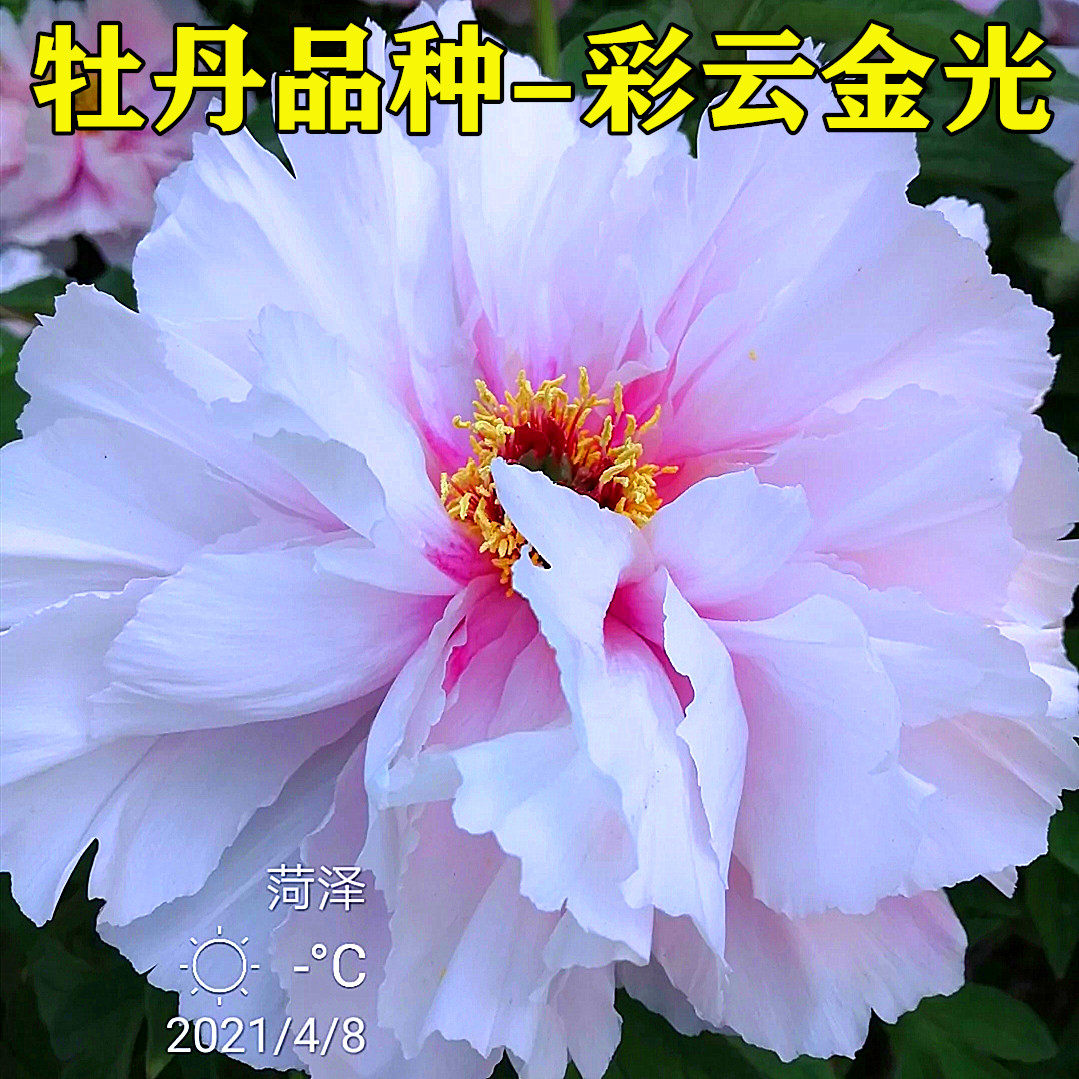 菏泽市诚信牡丹芍药园牡丹花苗【彩云金光】秋天裸根发货