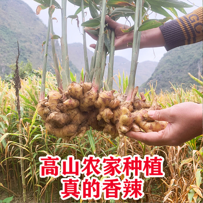 广西农家自种新鲜小黄姜