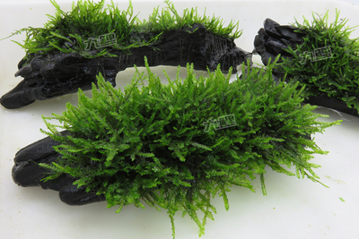 成体沉木莫斯水下培育大三角