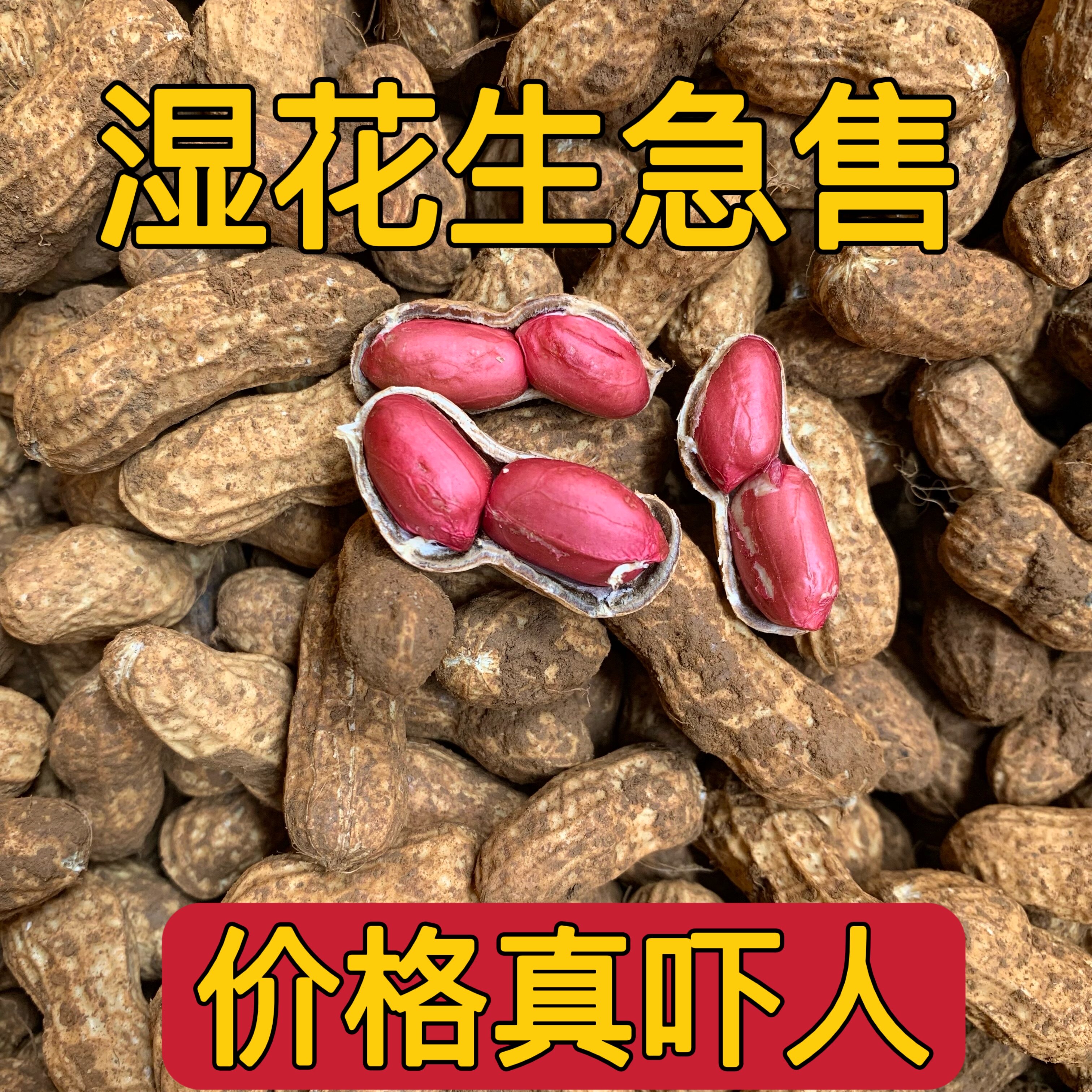 新鲜湿泥花生红皮现挖现发农家自种带壳生花生可水煮两粒养胃晒干