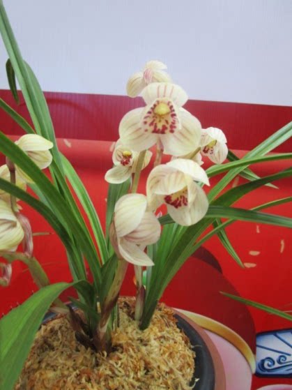 包邮 兰花苗客厅花卉阳台绿植盆栽自然苗莲瓣兰【喜洋洋】