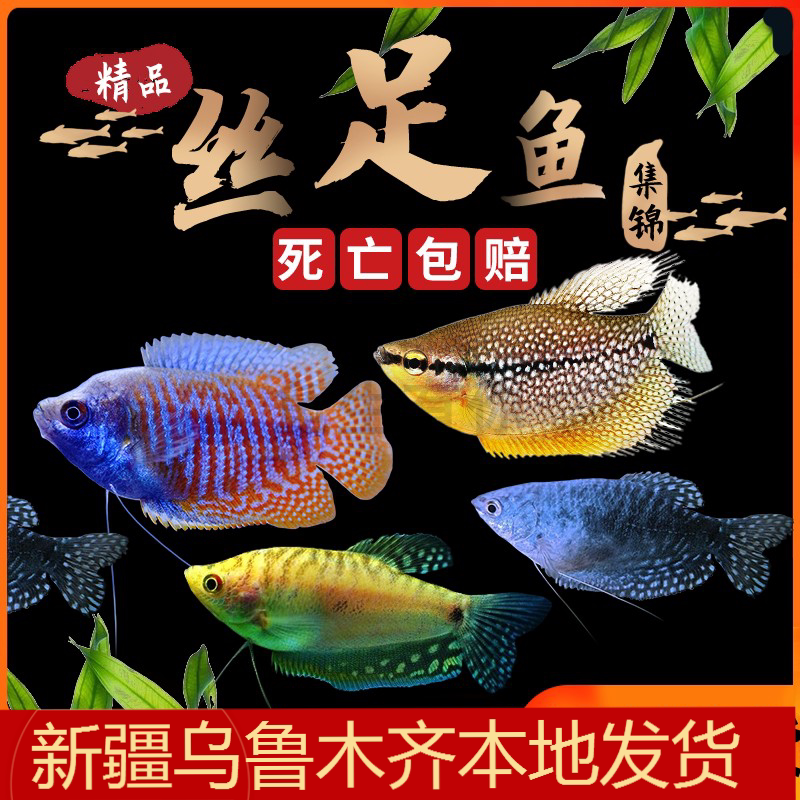 曼龙鱼热带观赏鱼五彩丽丽鱼新手练手鱼好养耐活的鱼苗草锦鲤金鱼