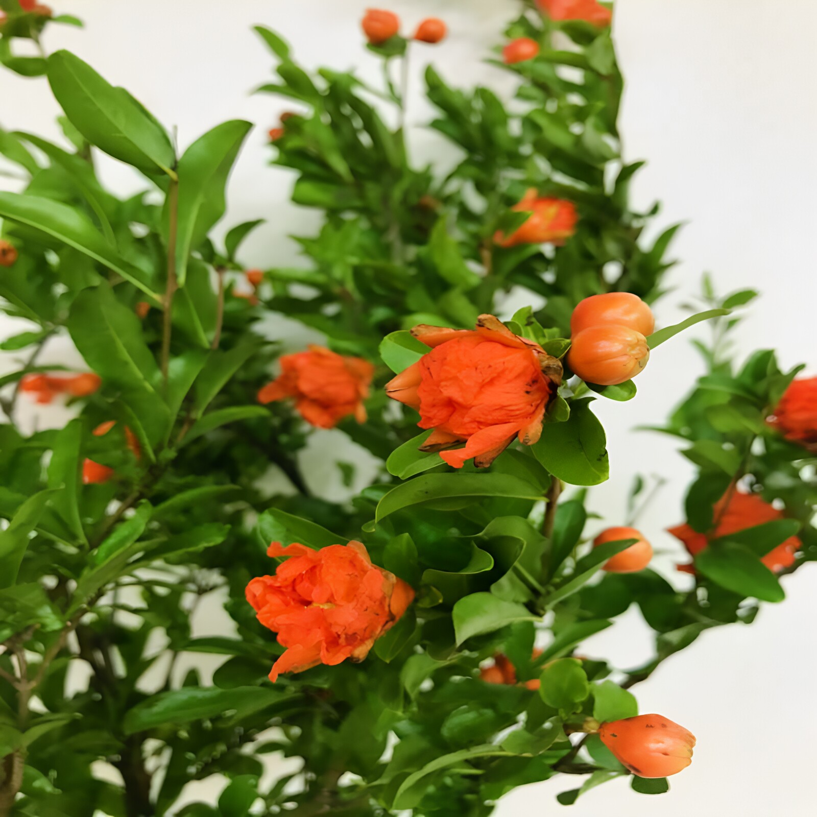 北京石榴花木本鲜切枝时令花材水培办公室插花京冀津同城鲜花速递