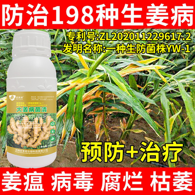 大姜病专用药国家专利技术配方大姜姜瘟病青枯病姜黄叶干尖茎基腐