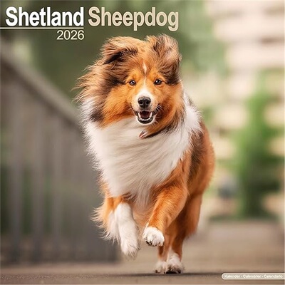预订Shetland Sheepdog Calendar 2026  Square Dog Breed Wall Calendar - 16 Month[9781804606889]