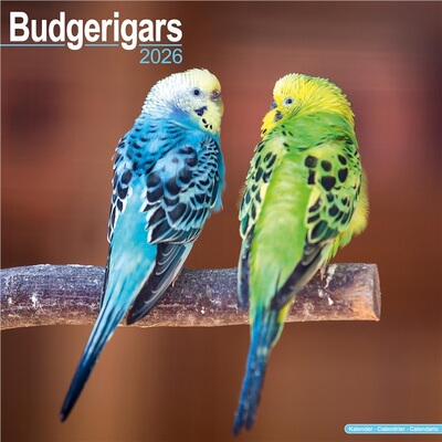 预订Budgerigars Calendar 2026  Square Bird Wall Calendar - 16 Month[9781804607121]