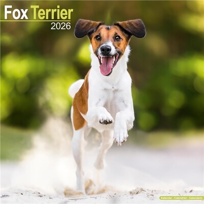 预订不退不换Fox Terrier Calendar 2026  Square Dog Breed Wall Calendar - 16 Month[9781804606438]