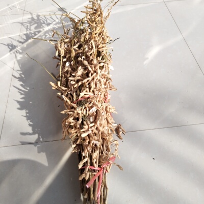 黄豆秆大豆杆干花芝麻杆