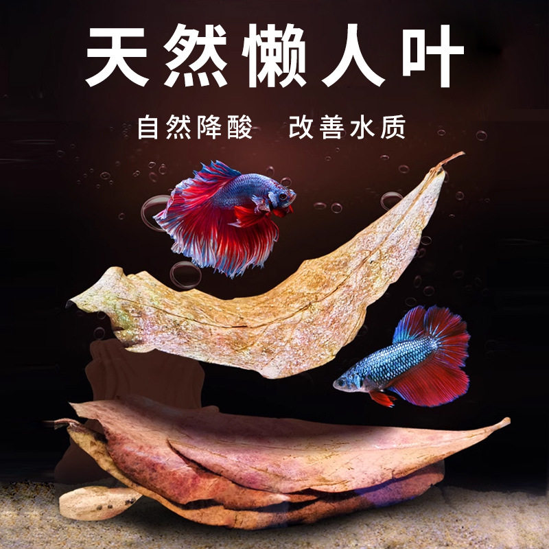 斗鱼懒人叶鱼缸榄仁叶乌龟原生鱼南美缸树叶水族箱降酸PH值调节剂
